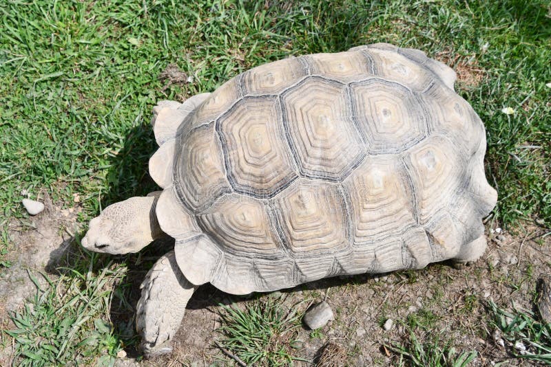 A Slow Tortoise stock image. Image of life, closeup - 210745617