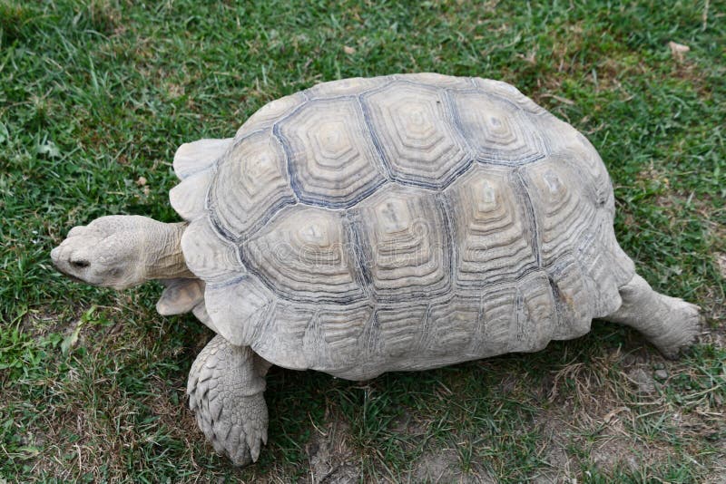 A Slow Tortoise stock photo. Image of seychelles, leaf - 131166966
