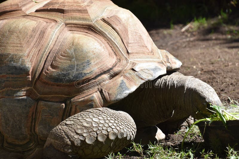 A Slow Tortoise stock photo. Image of face, outdoor - 150389502