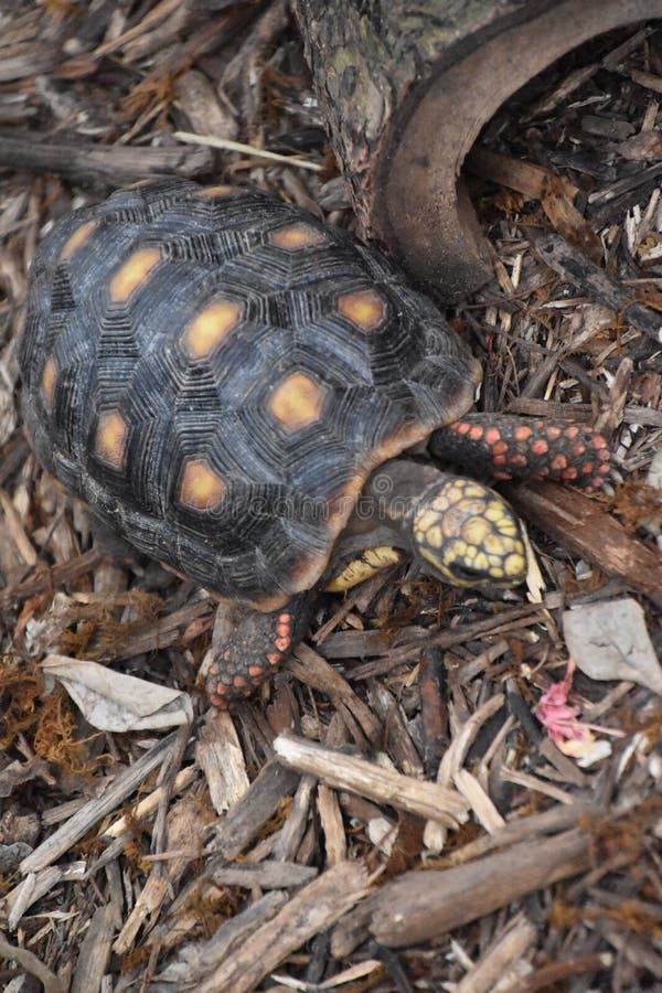 A Slow Tortoise stock photo. Image of seychelles, leaf - 131166966