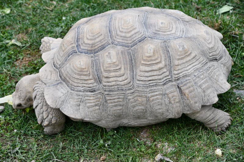 A Slow Tortoise stock photo. Image of green, large, ecuador - 210745612