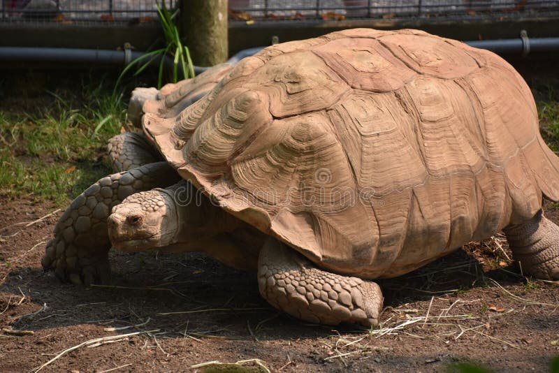 A Slow Tortoise stock photo. Image of close, environment - 131167032