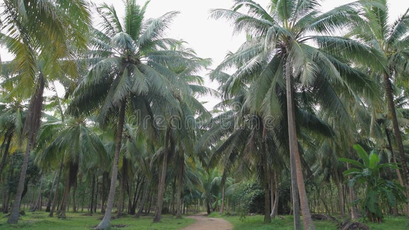 Slow Walk through the Rainforest. Coconut Tree Plantations. Forest ...