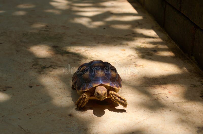 Slow turtle on staircase stock photo. Image of promotion - 21809730