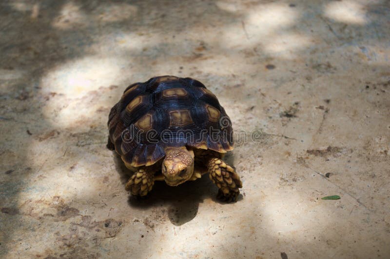 A Slow Walk Turtle on Sand. Stock Photo - Image of head, boredom: 173630922