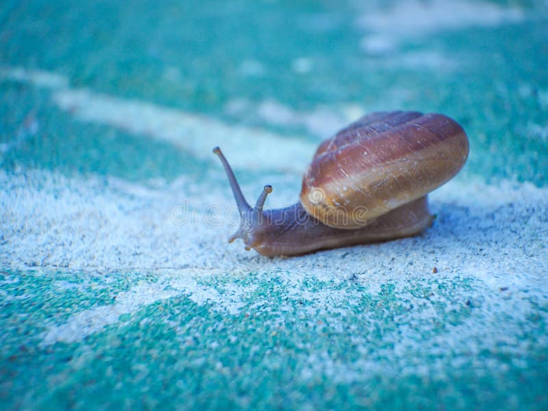 Slow Snails Creep One after Another. Snails on a Light Background ...