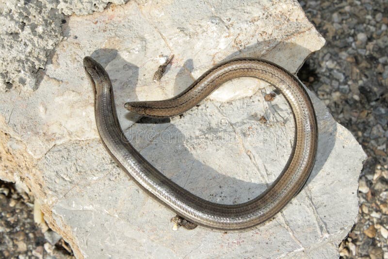 Slow worm stock photo. Image of biodiversity, animal - 22221858