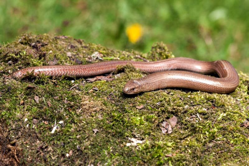 Slow Worm Anguis Fragilis Legless Lizard Stock Image - Image of anguis ...
