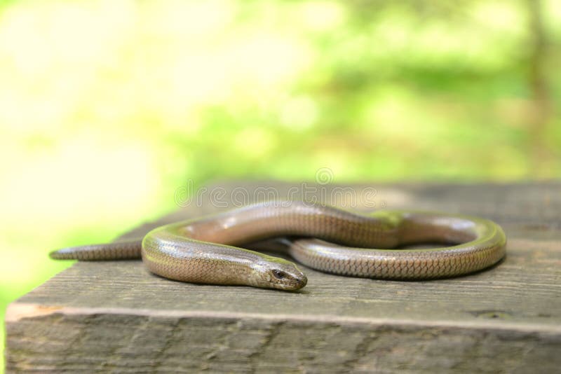 Slow Worm, Anguis Fragilis, Blind Worm Stock Image - Image of fragilis ...