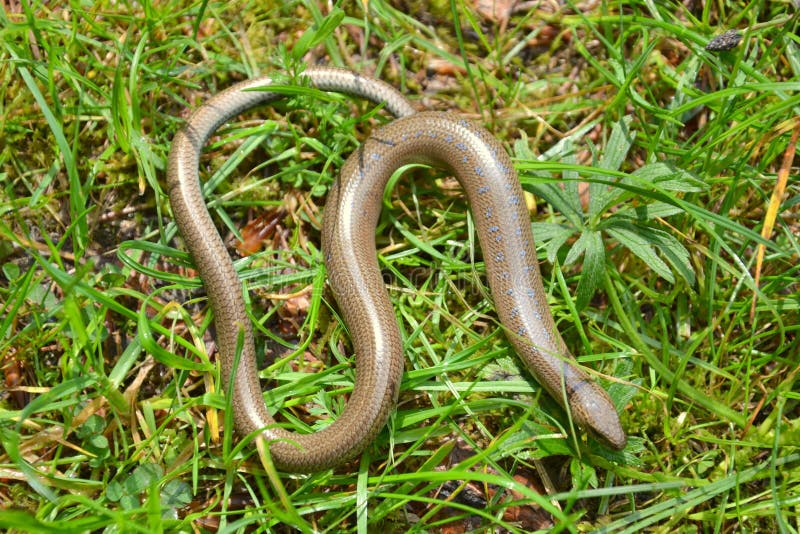 Slow Worm Anguis Fragilis Legless Lizard Stock Image - Image of anguis ...