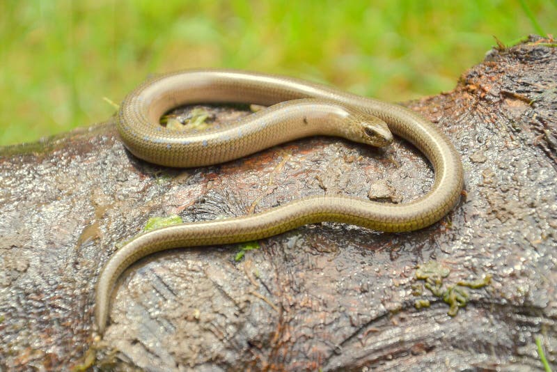 Slow worm stock image. Image of glide, grass, animal - 72256033