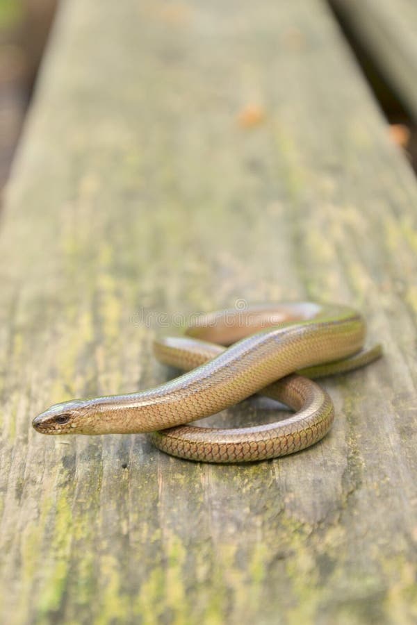 Slow worm stock photo. Image of native, garden, asia - 72256198