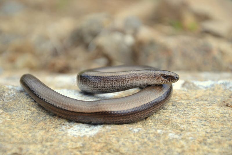 Slow worm stock photo. Image of glide, asia, cold, colchica - 75303560