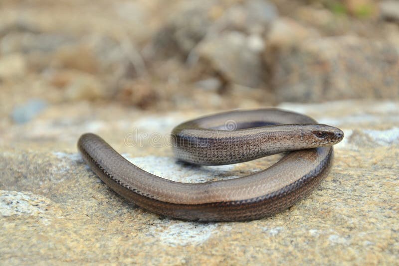 Slow worm stock photo. Image of blooded, bright, fossorial - 75304574