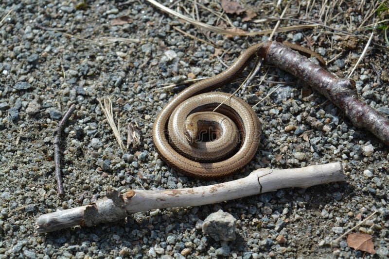 Slow worm stock photo. Image of reptile, slow, snake - 78249154