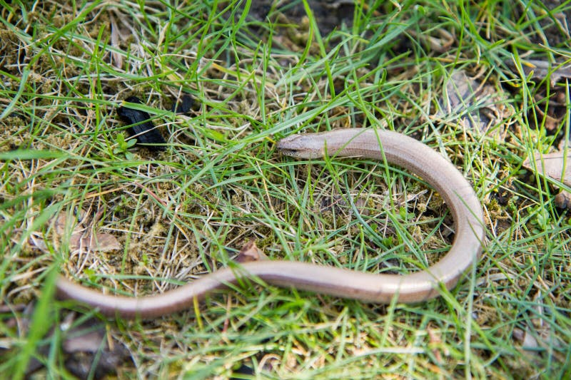 The Slow Worm (Anguis Fragilis) Stock Image - Image of grass, turtle ...