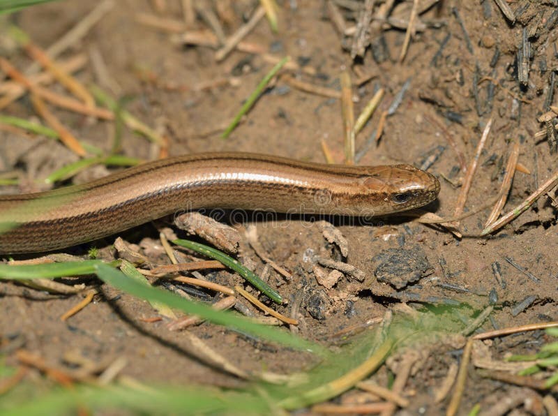 Slow Worm stock photo. Image of slow, wildlife, fragilis - 96949220