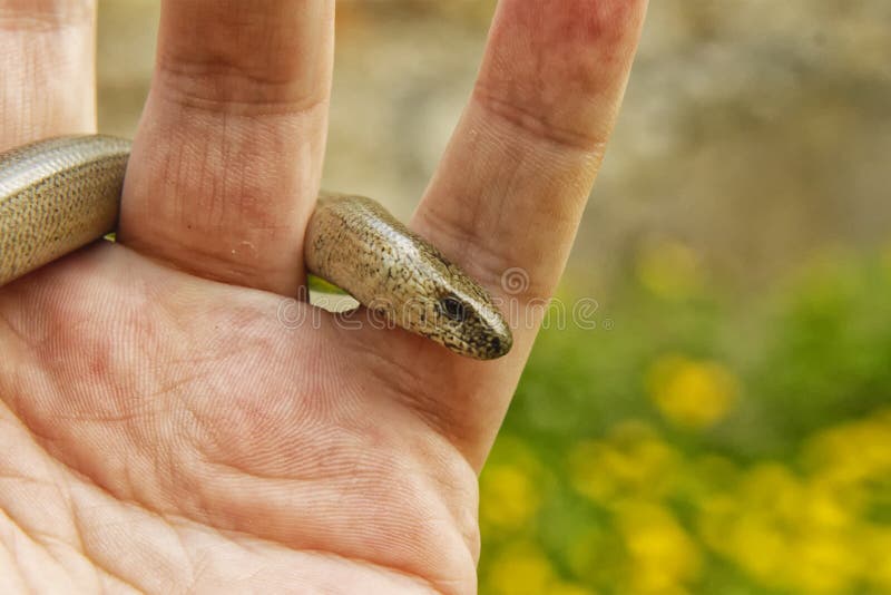 Slow Worm & X28;Anguis Fragilis& X29; on People Hand Stock Image ...