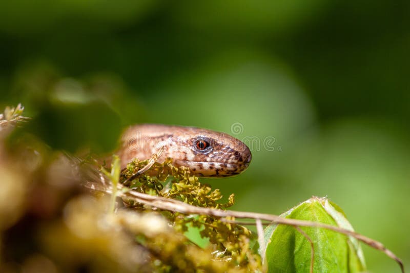 Slow worm, Anguis fragilis stock photo. Image of animal - 317091320