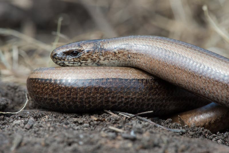 Slow Worm, Anguis fragilis stock photo. Image of animal - 171962224