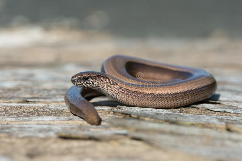Slow Worm Anguis fragilis stock photo. Image of snake - 97589256