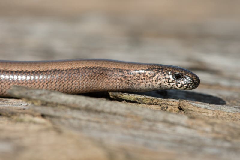 Slow Worm Anguis fragilis stock photo. Image of wildlife - 97589268