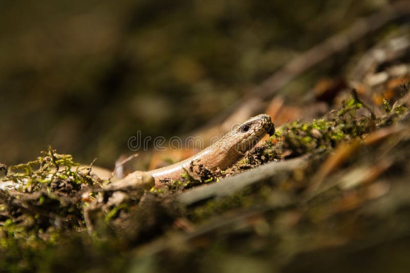 Slow Worm Crawling on the Ground. Stock Photo - Image of beauty, crawl ...