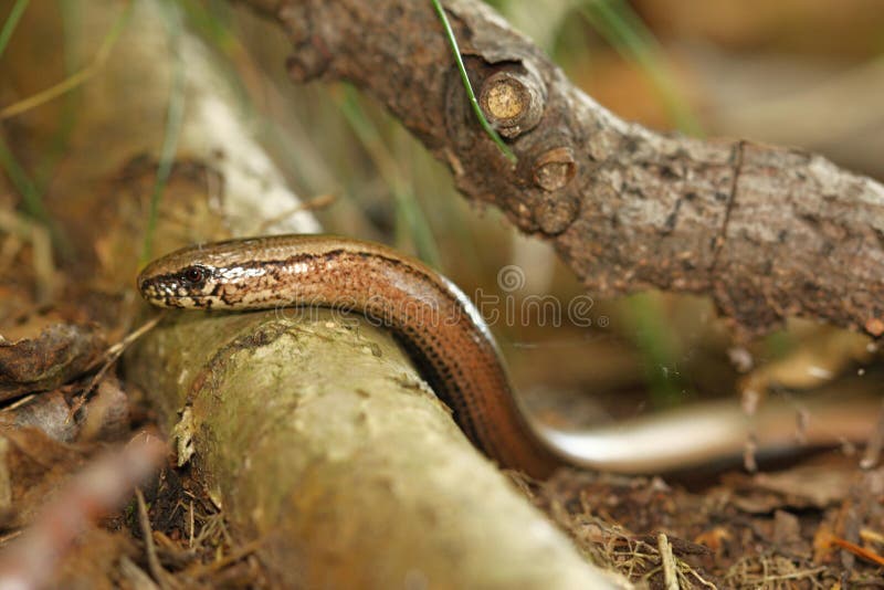 Slow Worm stock photo. Image of thin, fragilis, anguis - 16322552
