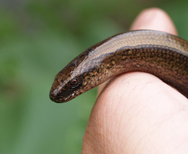 Slow-worm in hand stock image. Image of animal, blind - 11300079