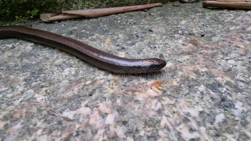 Slow Worm stock video. Video of gardeners, garden, worm - 292061211