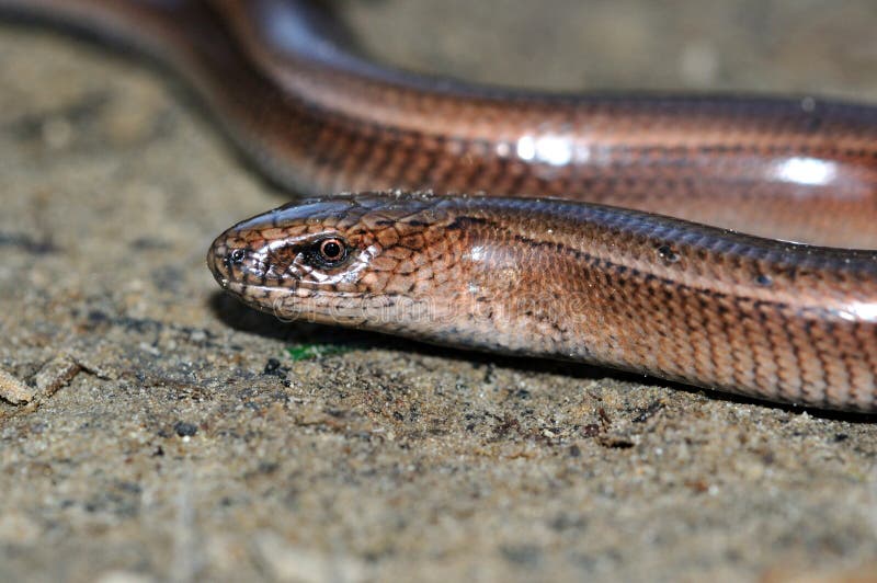 Slow Worm Lizard stock photo. Image of nature, mountains - 16215114