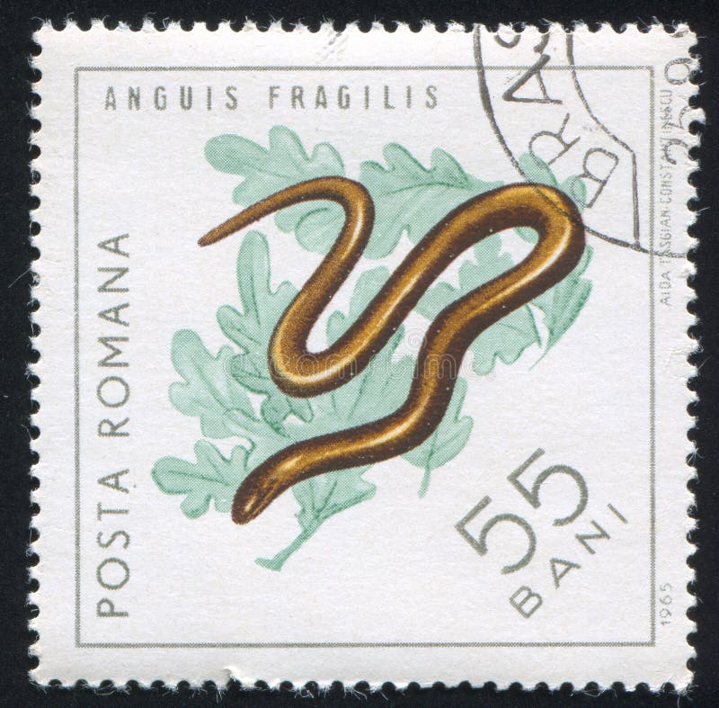 Slow worm editorial image. Image of envelope, seal, animal - 223788465
