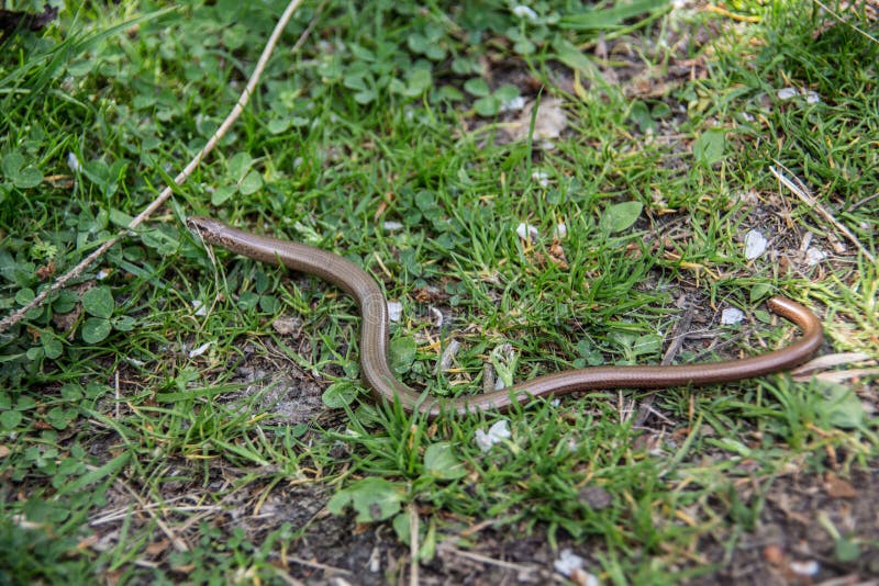 Slow worm writhes stock image. Image of brown, soil - 186976529