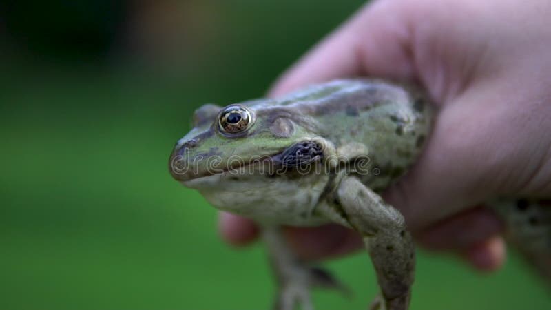 Slowly Big Green Toad in a Man`s Hand. Toad Defends Inflates Bubbles on ...