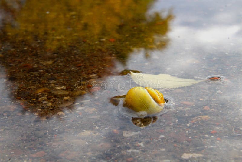 Slowly death in a puddle stock image. Image of water - 80836955