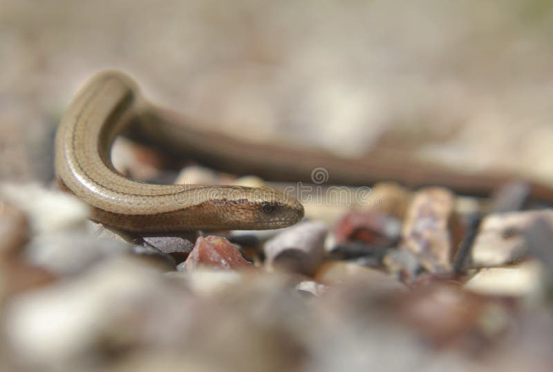 722 Warm Worm Stock Photos - Free & Royalty-Free Stock Photos from ...