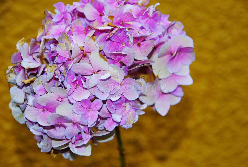 Slowly Fading Hydrangea in Red and White with a Yellow Blurred ...
