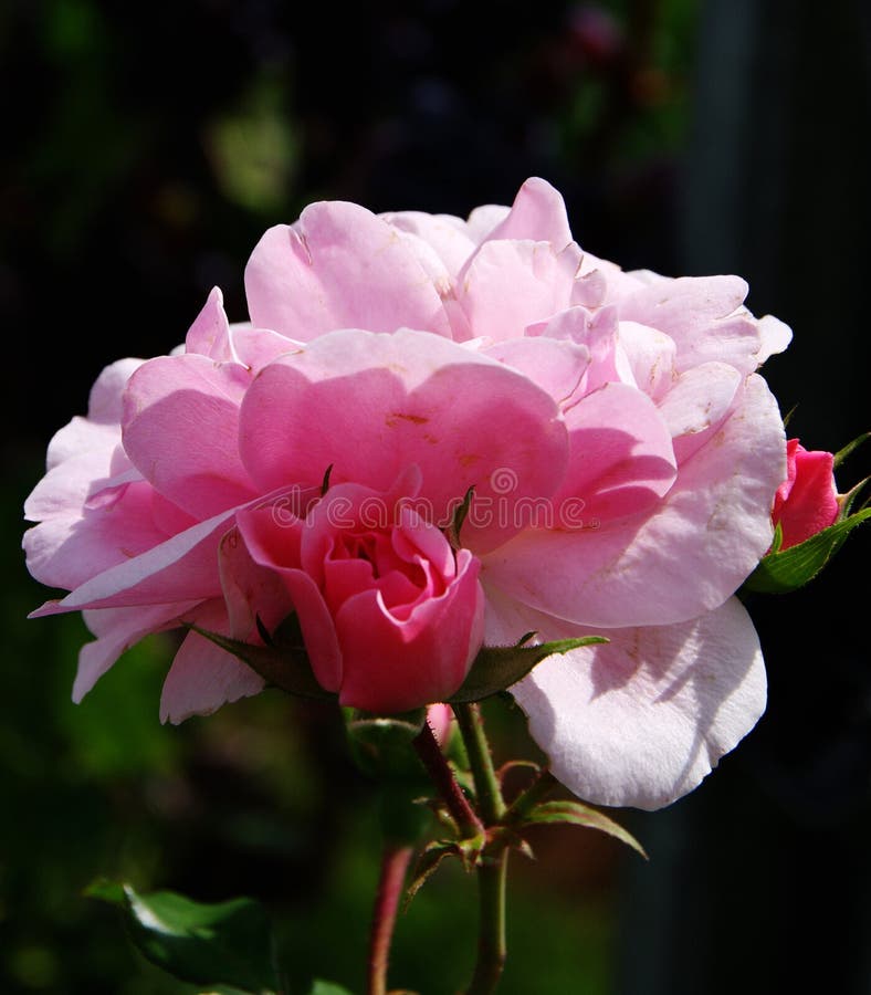 Slowly Fading Pink Rose Bloom with 2 Budding Roses on the Side Stock ...