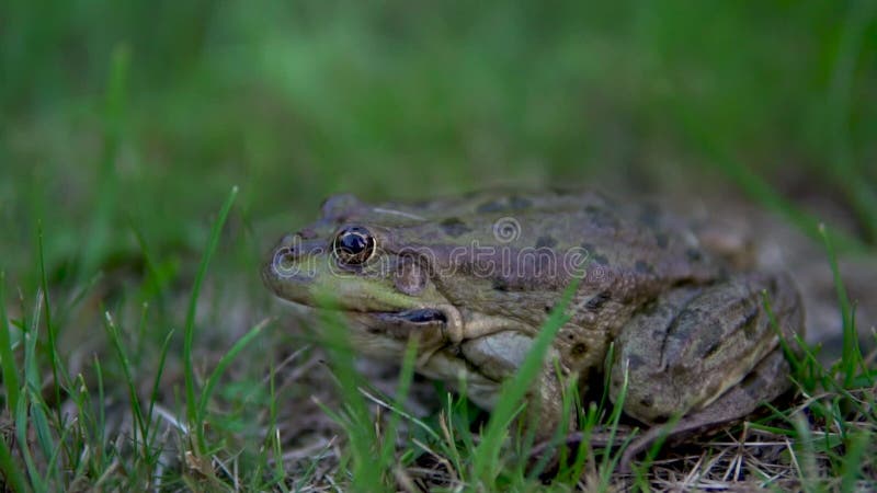 Slowly Large Green Toad Sits on the Grass. Swamp Toad Close-up Stock ...