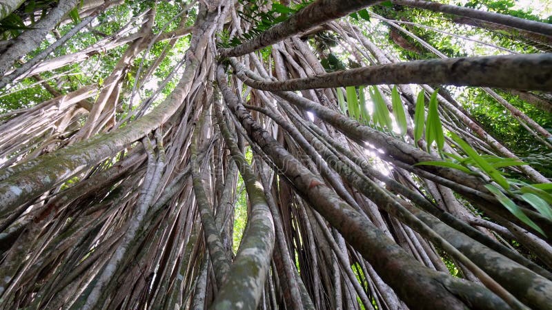 Slowly Move at the Tree Root of Banyan Tree Stock Video - Video of ...