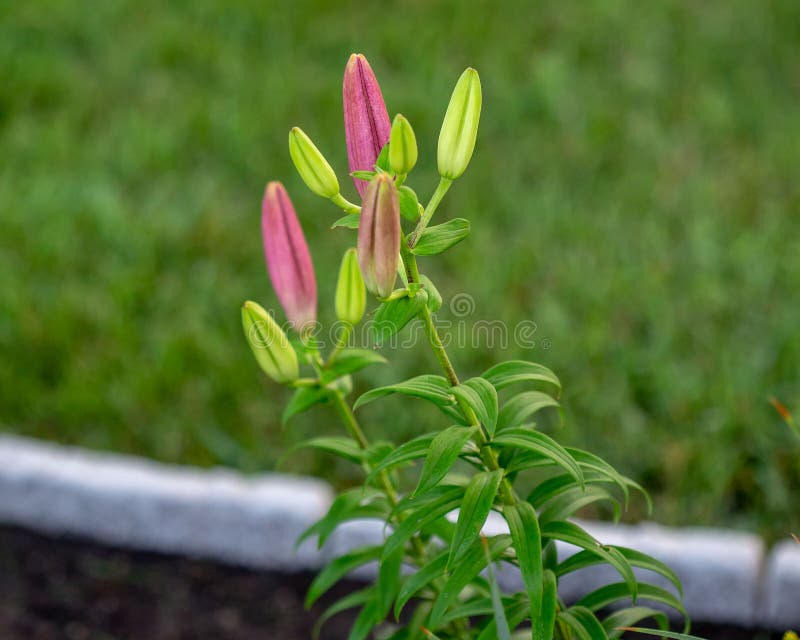 Slowly these Pink Lilies Edge Closer To Opening Stock Photo - Image of ...