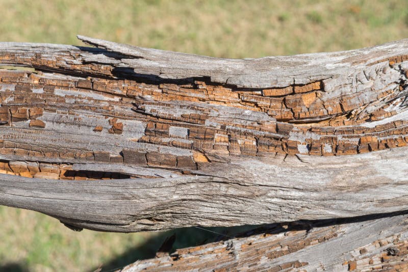 A slowly rotting log stock image. Image of industry, trunk - 79738977