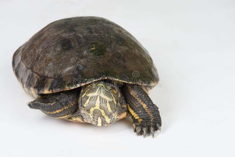 Walking turtle stock image. Image of giant, seychelles - 114619929