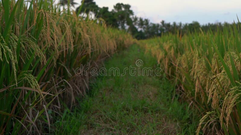 Slowmotion Shot of Ripened Rice on a Big Rice Field Stock Video - Video ...