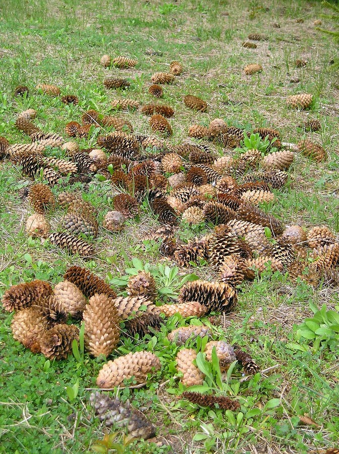 Slubs stock photo. Image of glade, scattered, fiber, tree - 1080746