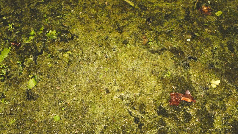 Sludge in the water stock image. Image of drops, wall - 246992623