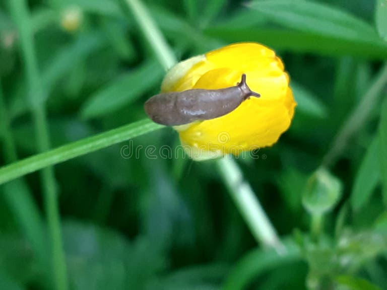 Slug stock photo. Image of flower, closeup, yellow, rain - 152395838
