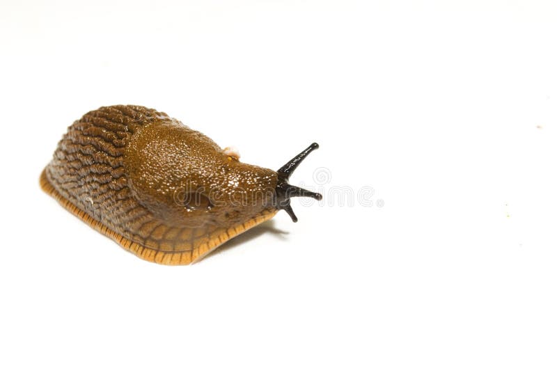 Slug stock image. Image of animal, slug, sticky, slide - 24651619