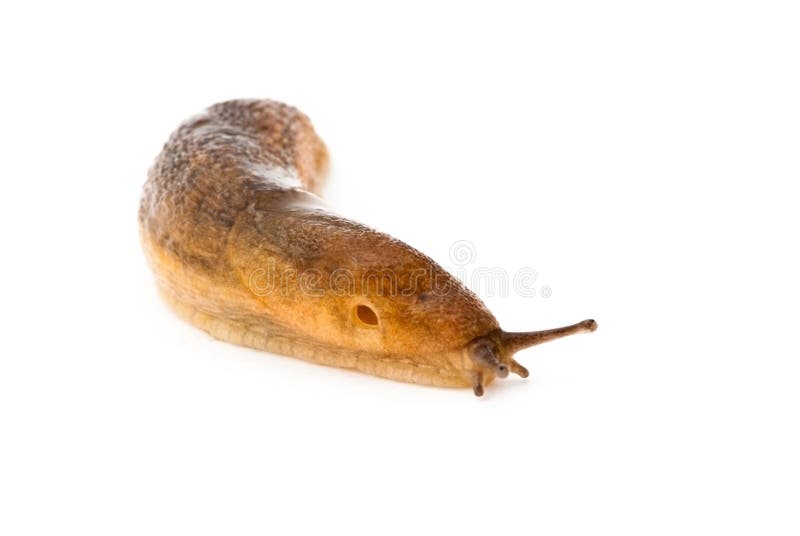 Large Slug: Gastropod Mollusk Stock Image - Image of breathing, insect ...