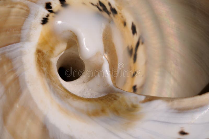 1,921 Slug Texture Stock Photos - Free & Royalty-Free Stock Photos from ...